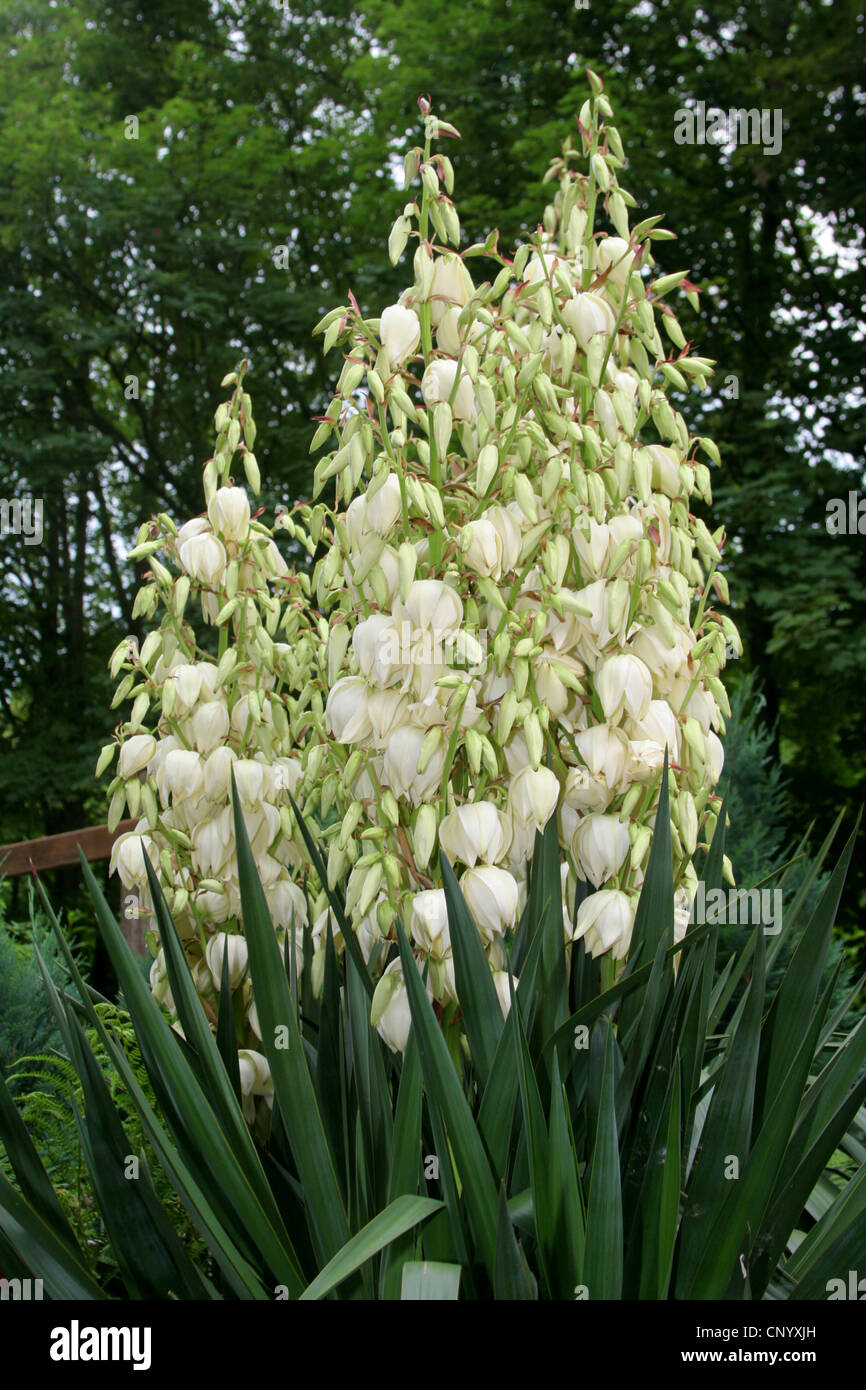 Weak leaf hi-res stock photography and images - Alamy