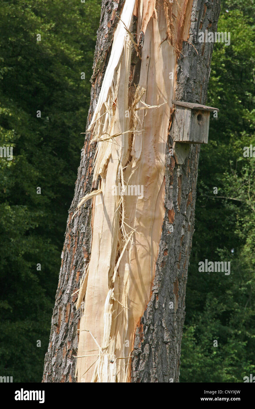 Lightning strike tree hi-res stock photography and images - Alamy