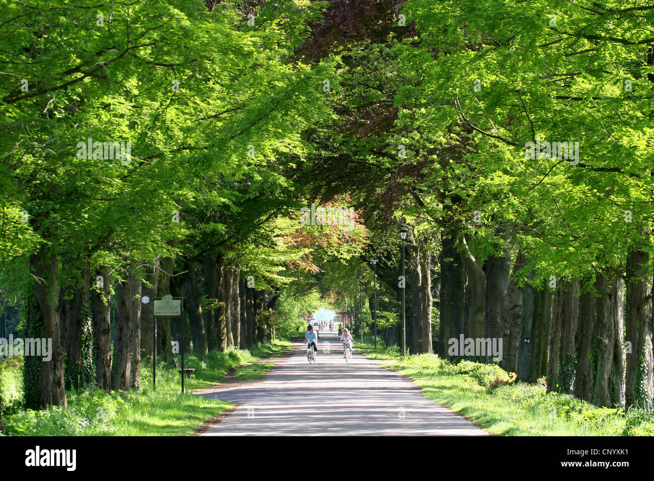 Tree lined street germany hi-res stock photography and images - Alamy