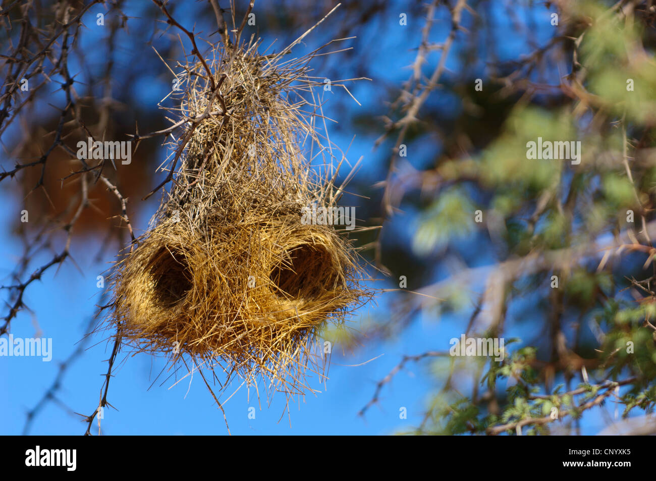 Nests of weaver birds in a tree in the Kalahari. Namibia Stock Photo ...