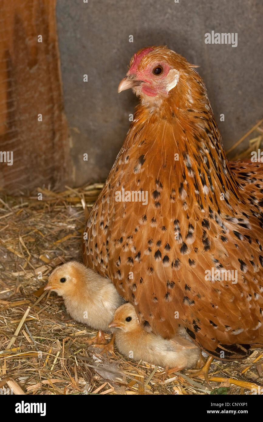 Gallinaceous hen hi-res stock photography and images - Alamy