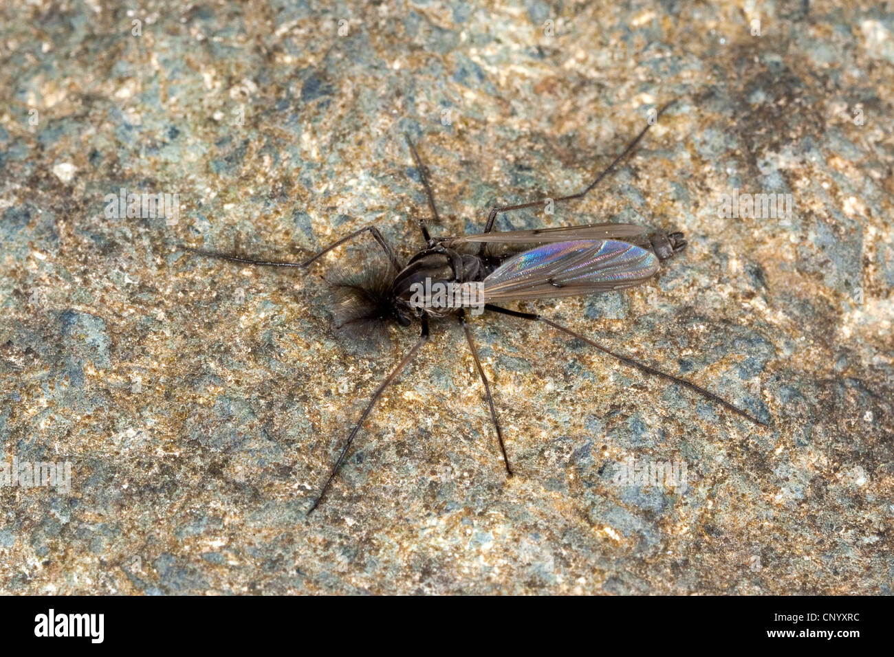 Nonbiting midge, Gnat (Tanypodinae), male, Germany Stock Photo - Alamy