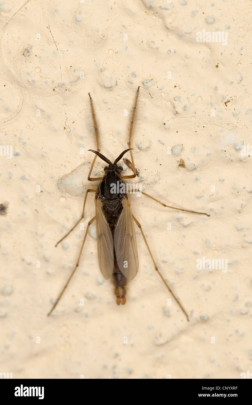 Biting midges hi-res stock photography and images - Alamy