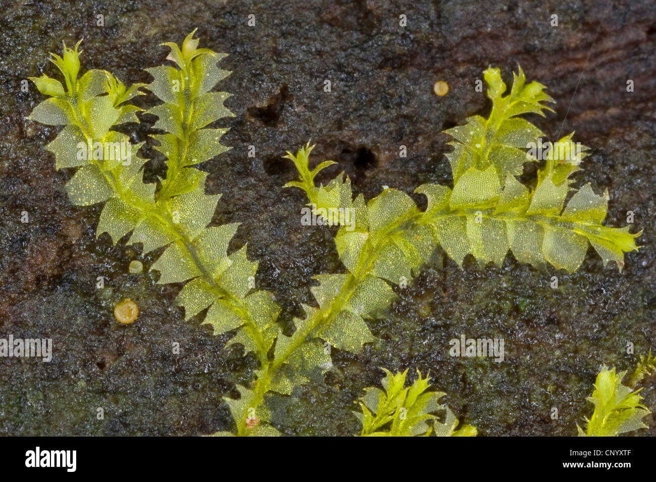 liverwort (Lophocolea bidentata, Lophocolea cuspidata, Jungermannia ...