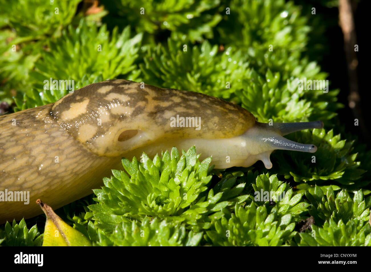 A yellow slug (Limax flavus) sliding over ground cover vegetation in a ...