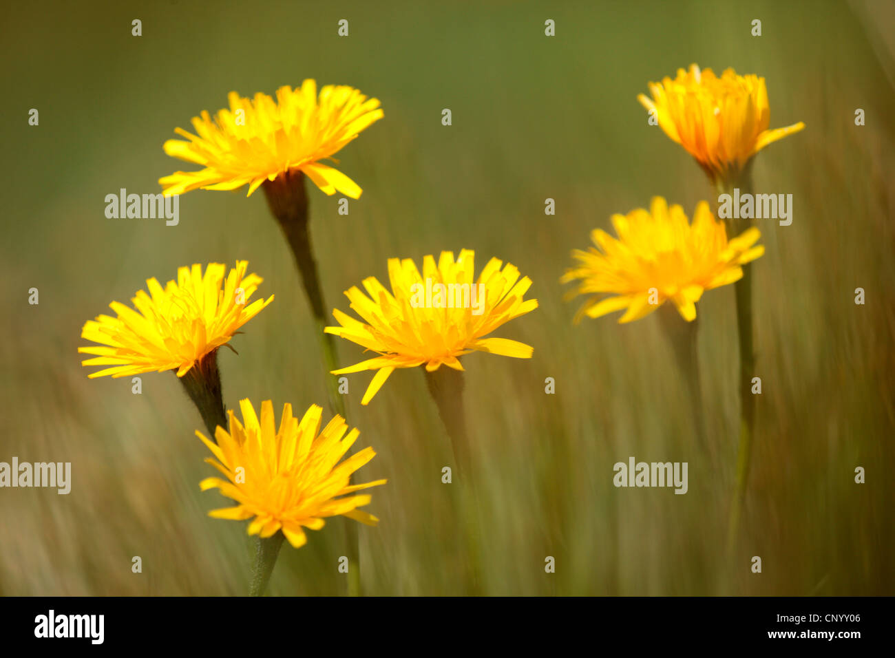 Leontodon helveticus hi-res stock photography and images - Alamy