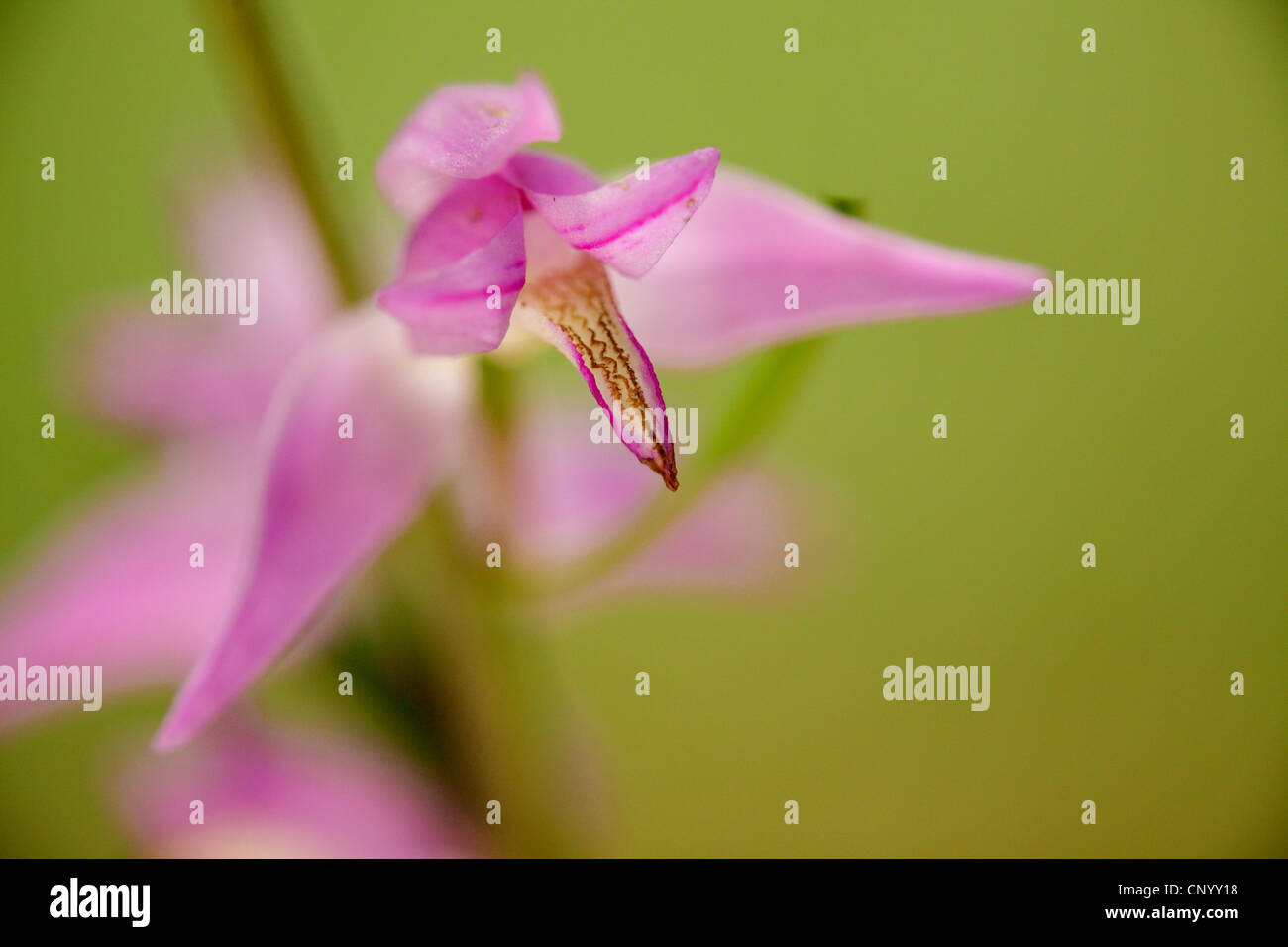 red helleborine (Cephalanthera rubra), flower, Germany Stock Photo - Alamy