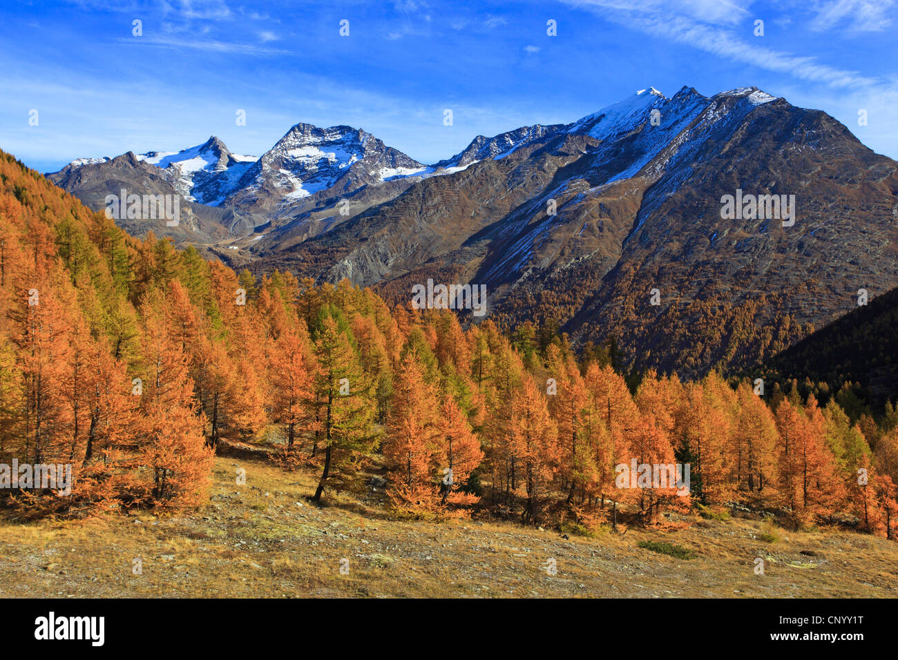 common larch, European larch (Larix decidua, Larix europaea), larch ...