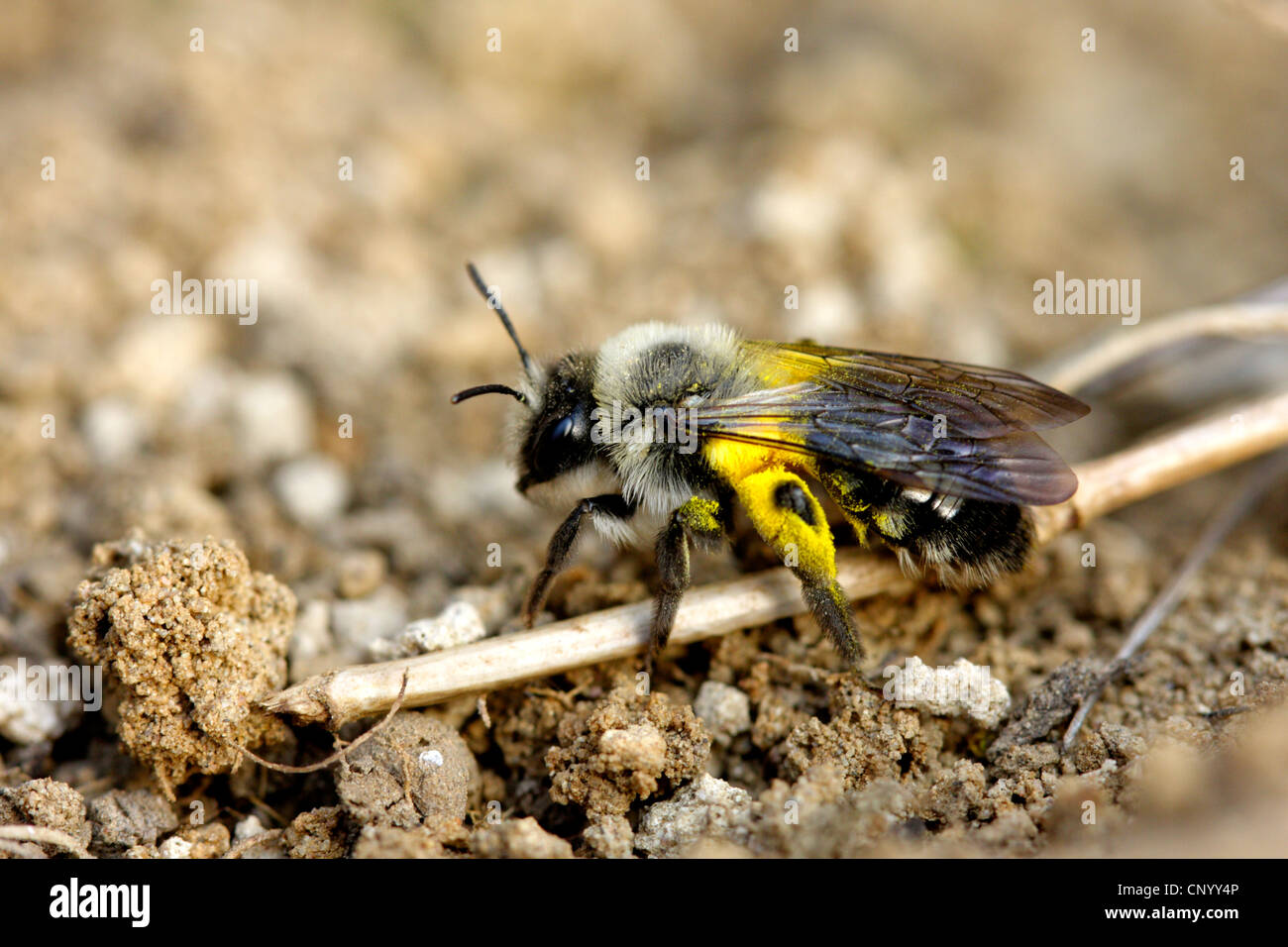 Mining bee (Andrena vaga), on the ground, Germany Stock Photo - Alamy