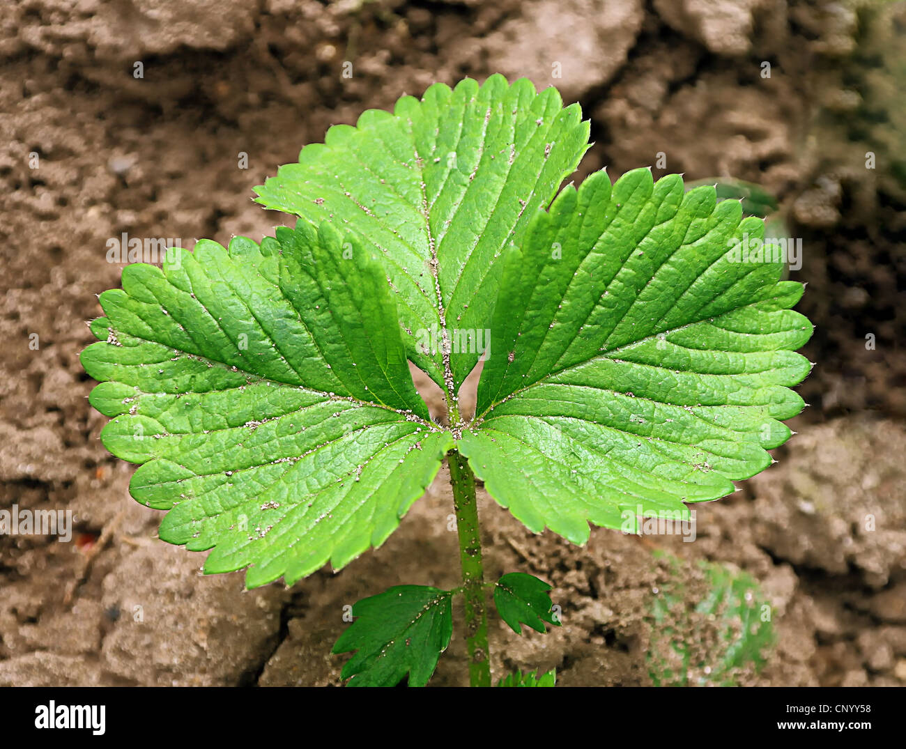 Strawberry Sprouts