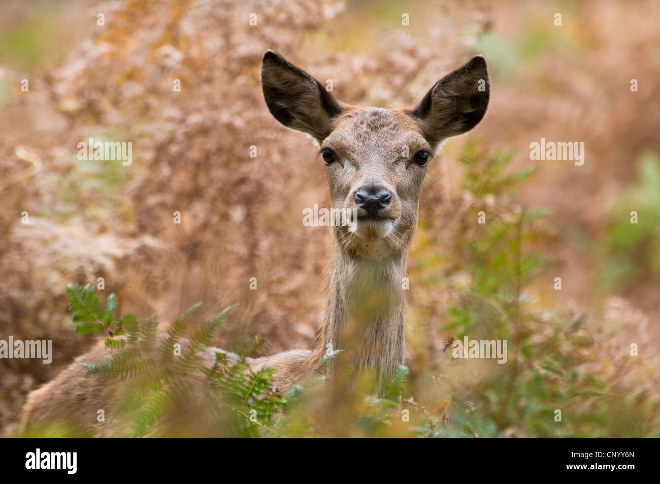 Juvenile deer hi-res stock photography and images - Alamy