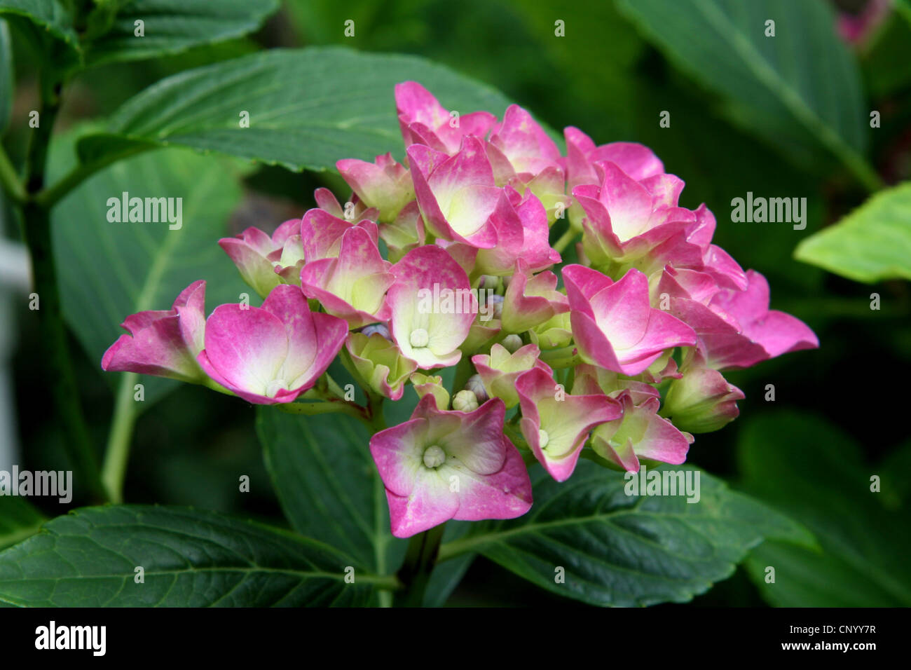 Garden hydrangea, Lace cap hydrangea (Hydrangea macrophylla ...
