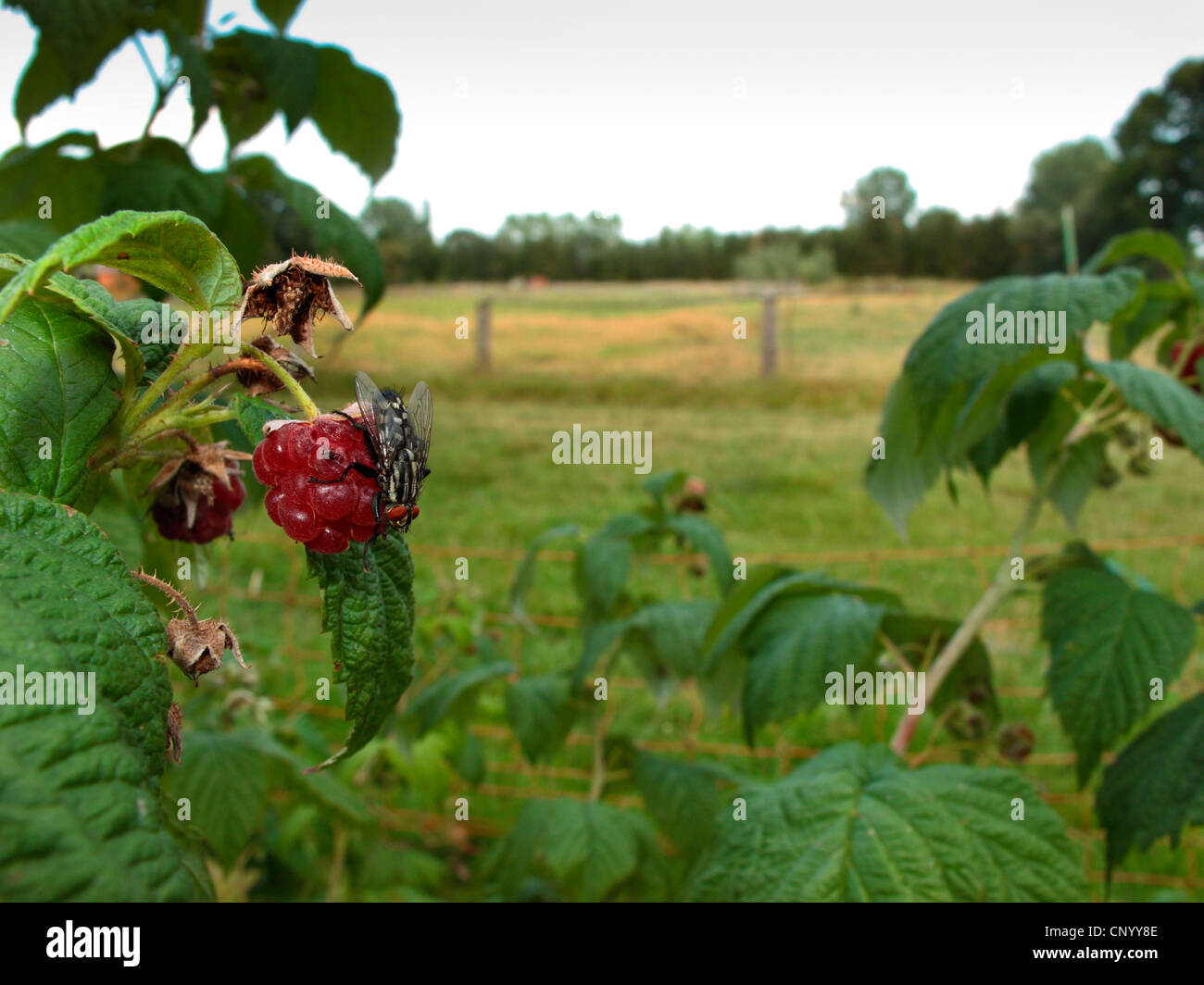 Grey flesh fly hi-res stock photography and images - Alamy