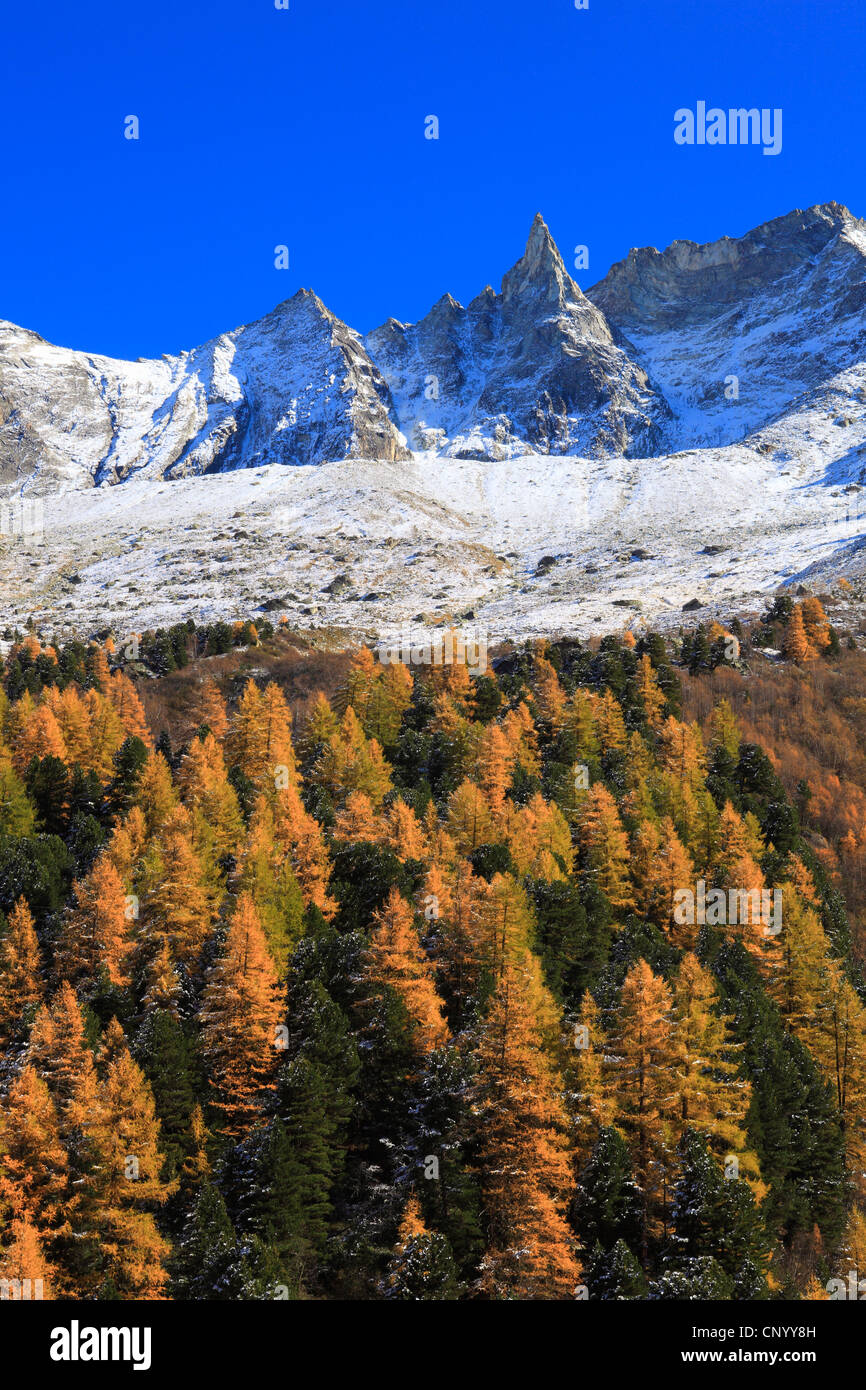common larch, European larch (Larix decidua, Larix europaea), view over ...