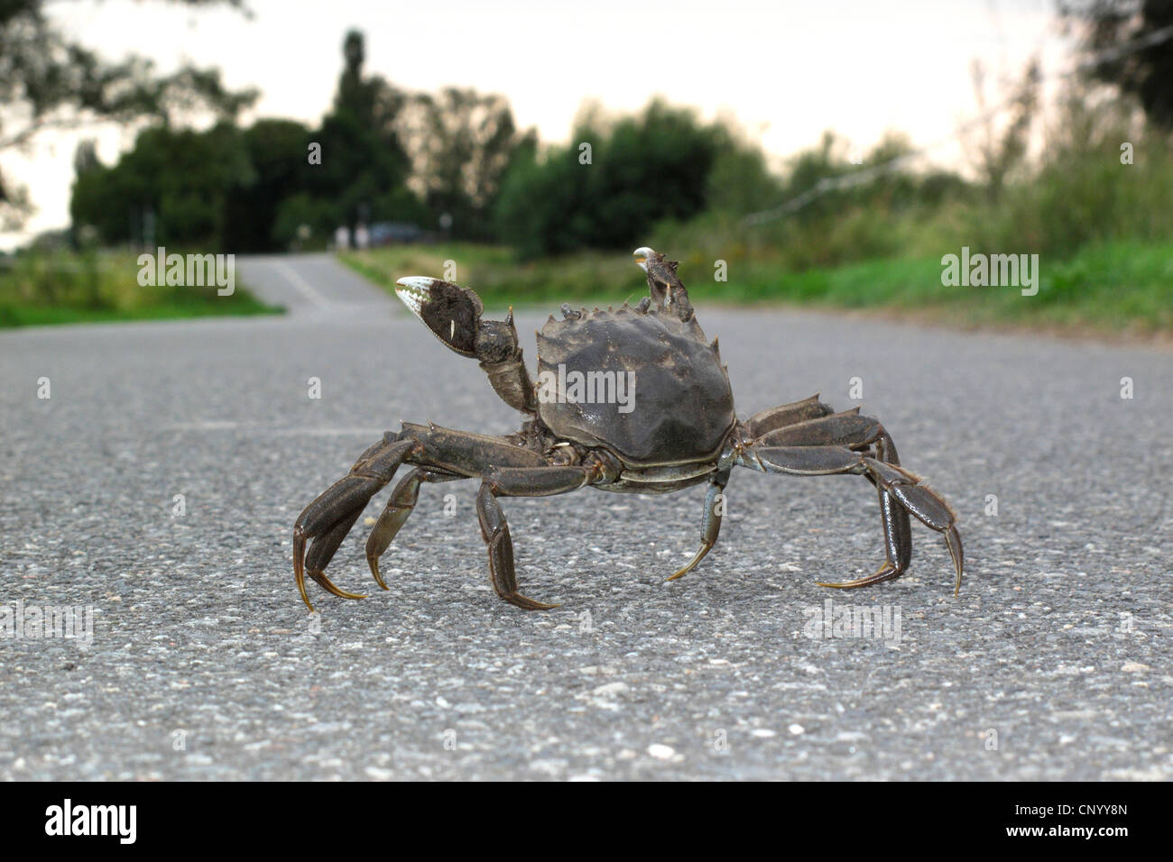 purple land crab, mountain crab (Gecarcinus ruricola), land crabs in ...
