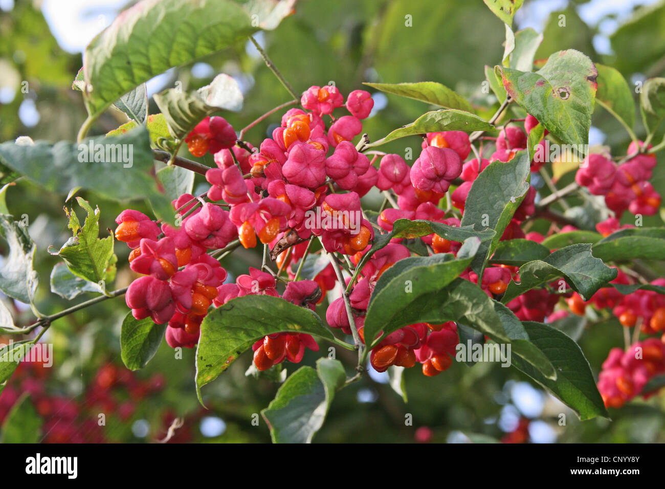 European spindle-tree (Euonymus europaea, Euonymus europaeus), branch ...