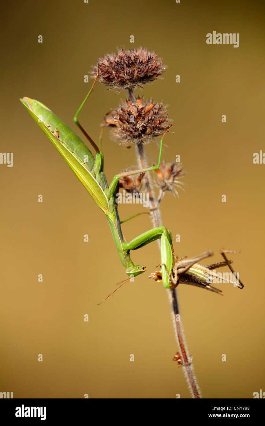 European preying mantis (Mantis religiosa), sitting at a dry ...