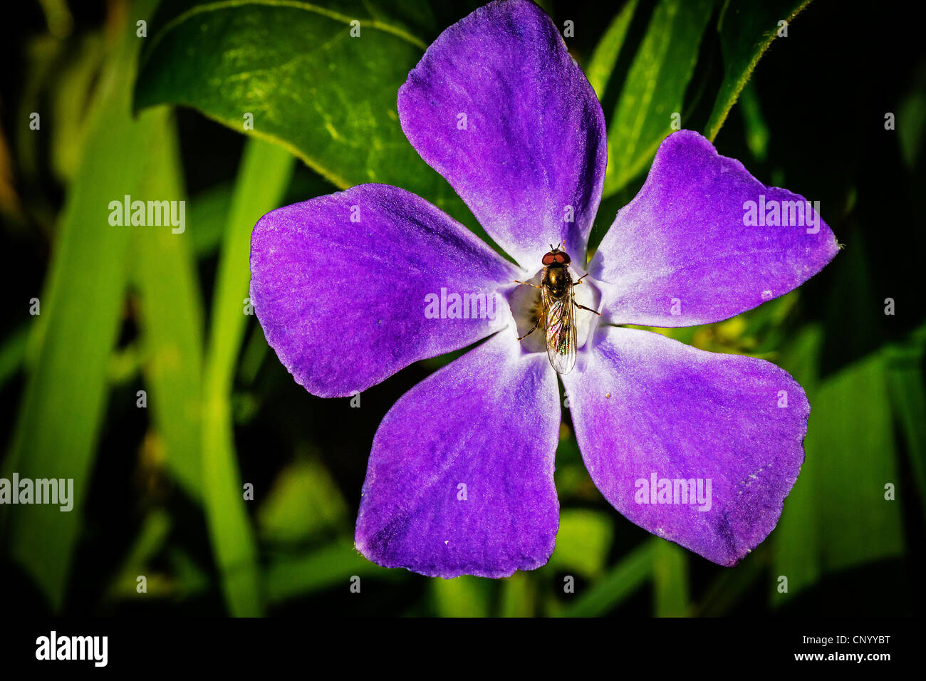 Stratiomyidae Stock Photos & Stratiomyidae Stock Images - Alamy