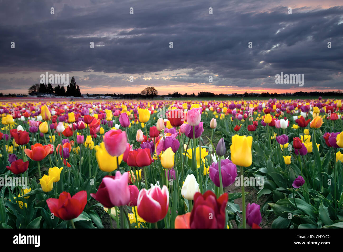 Sunset Over Farm Field of Colorful Tulip Flowers Blooming in Oregon in ...