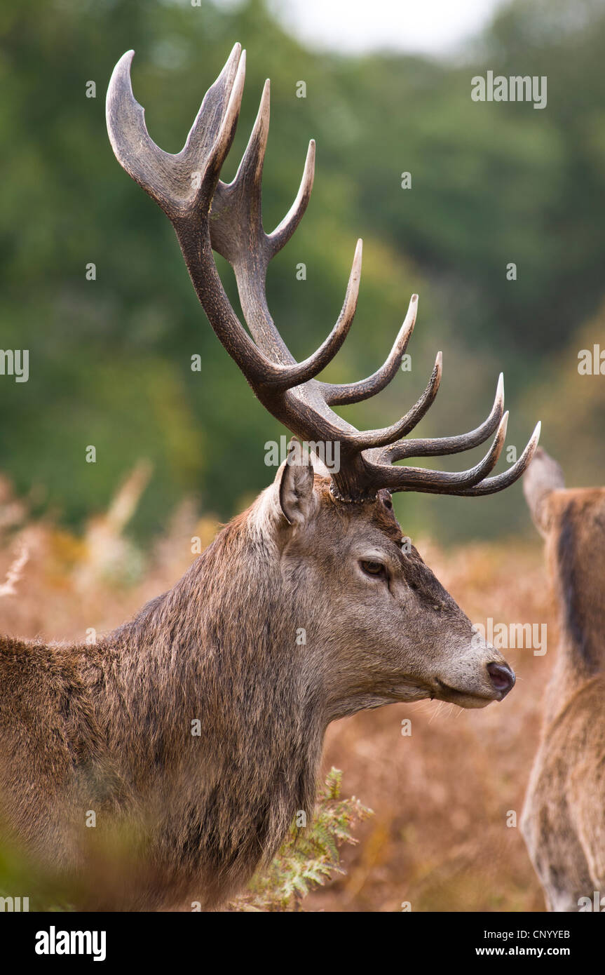 A fourteen point imperial red deer stag (Cervus elaphus) in profile, in ...