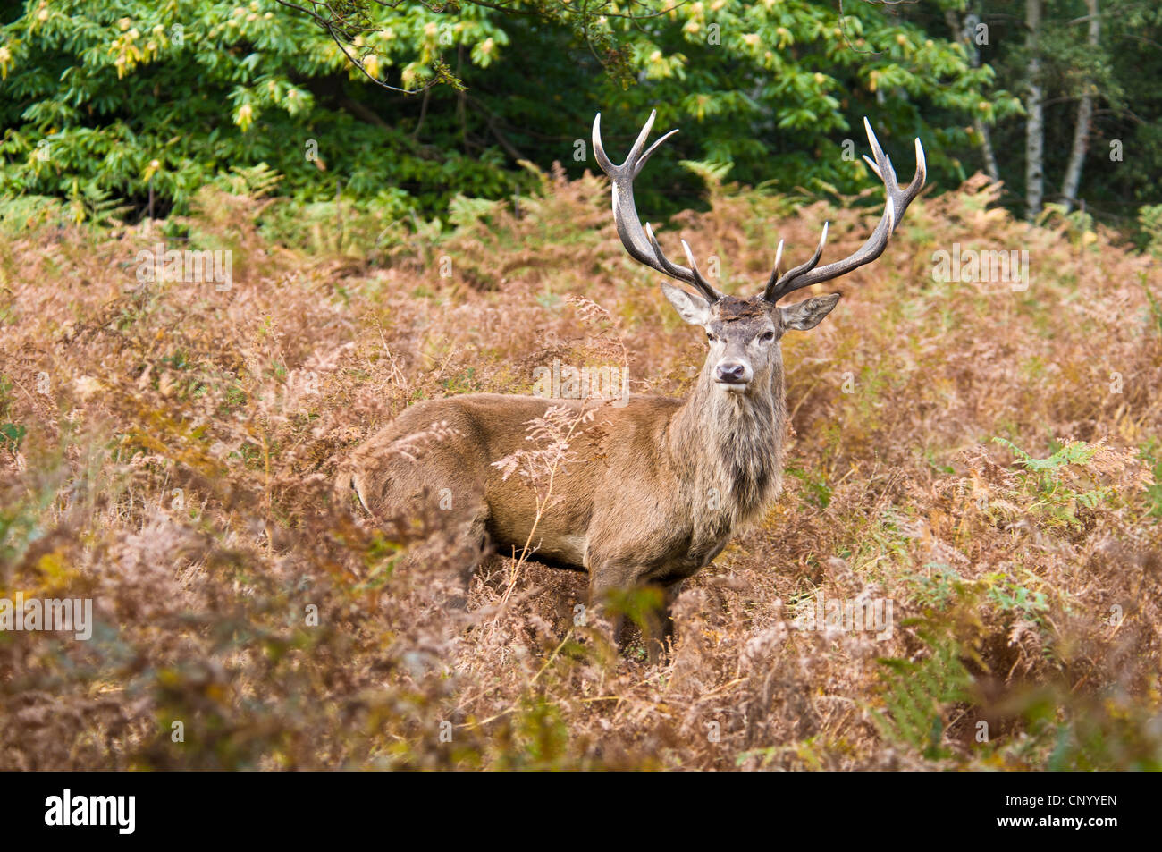 A fourteen point imperial red deer stag (Cervus elaphus) standing in ...