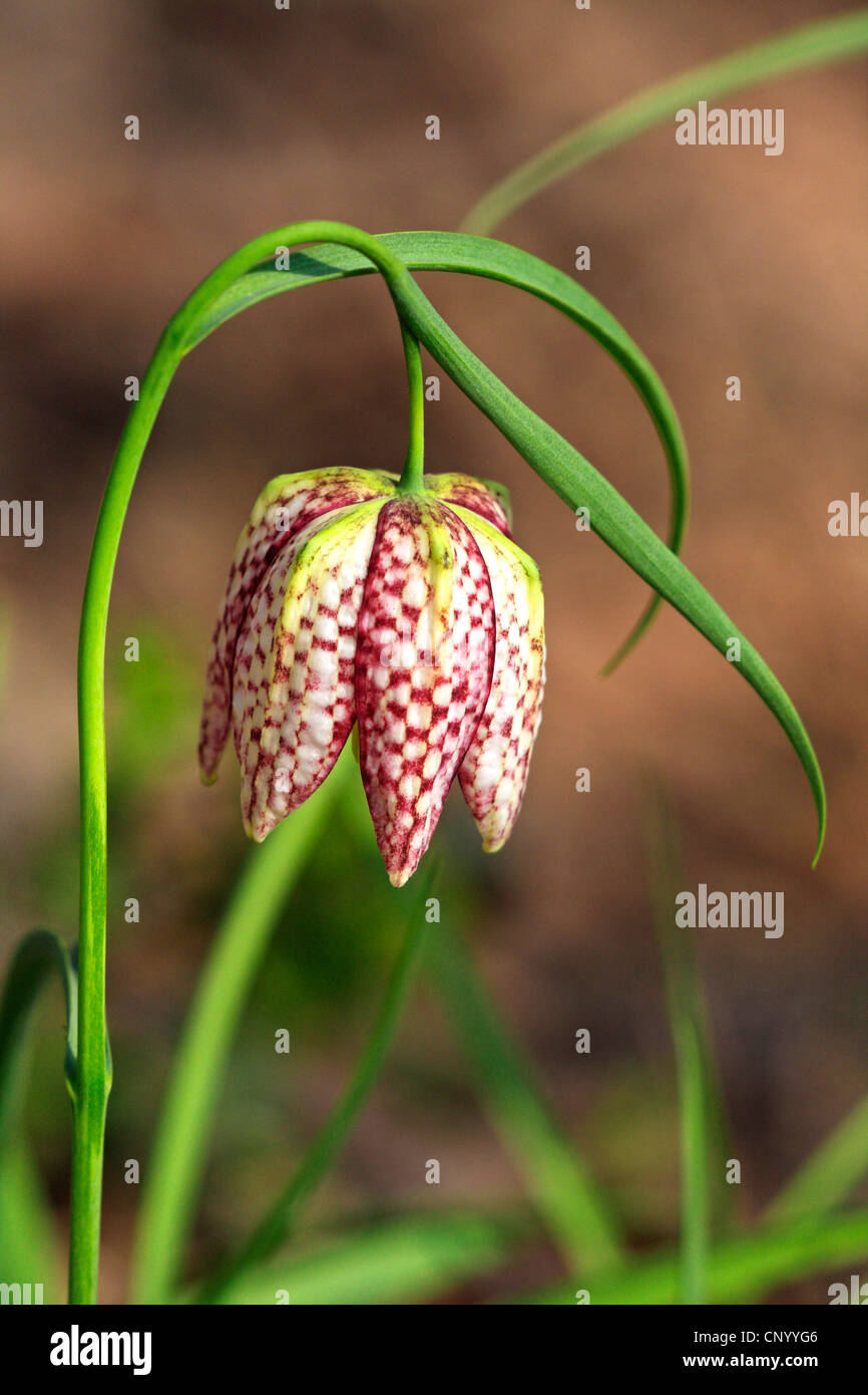 Common brindle hi-res stock photography and images - Alamy