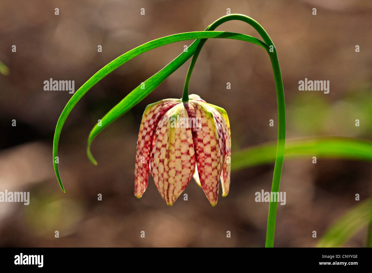 Common brindle hi-res stock photography and images - Alamy