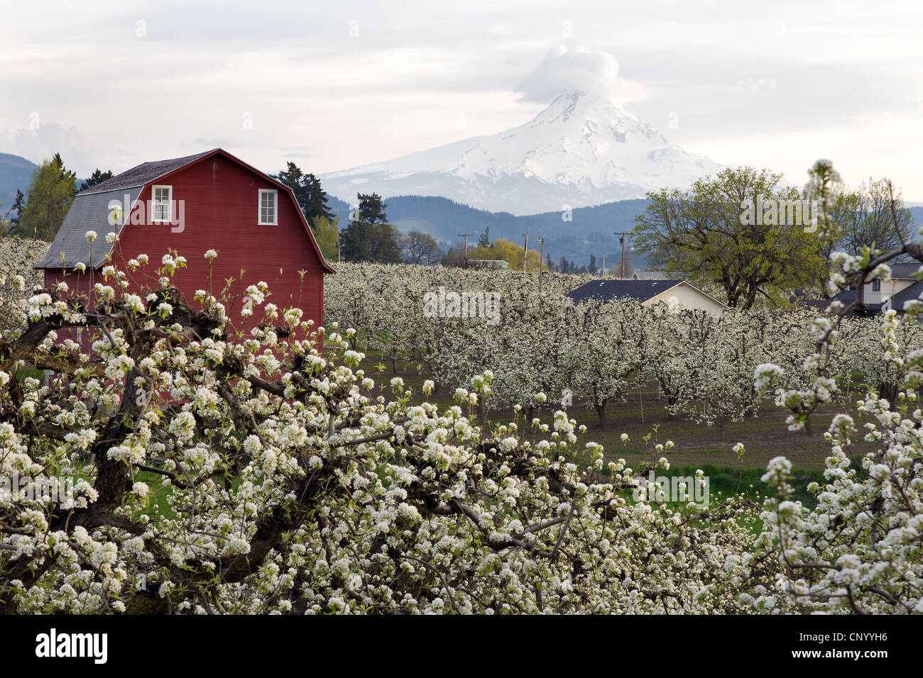 Mt hood red barn hi-res stock photography and images - Alamy