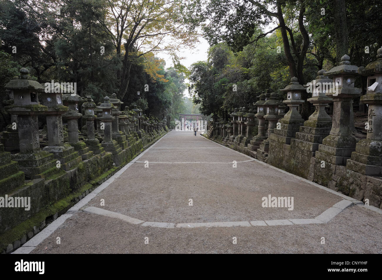 alley of stone lanterns and torii gate, Nara, Japan Stock Photo - Alamy