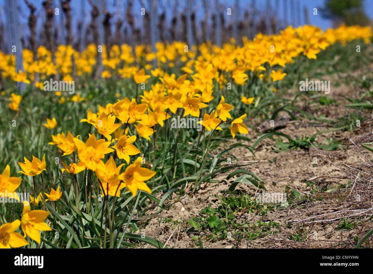 Species tulip sylvestris hi-res stock photography and images - Alamy
