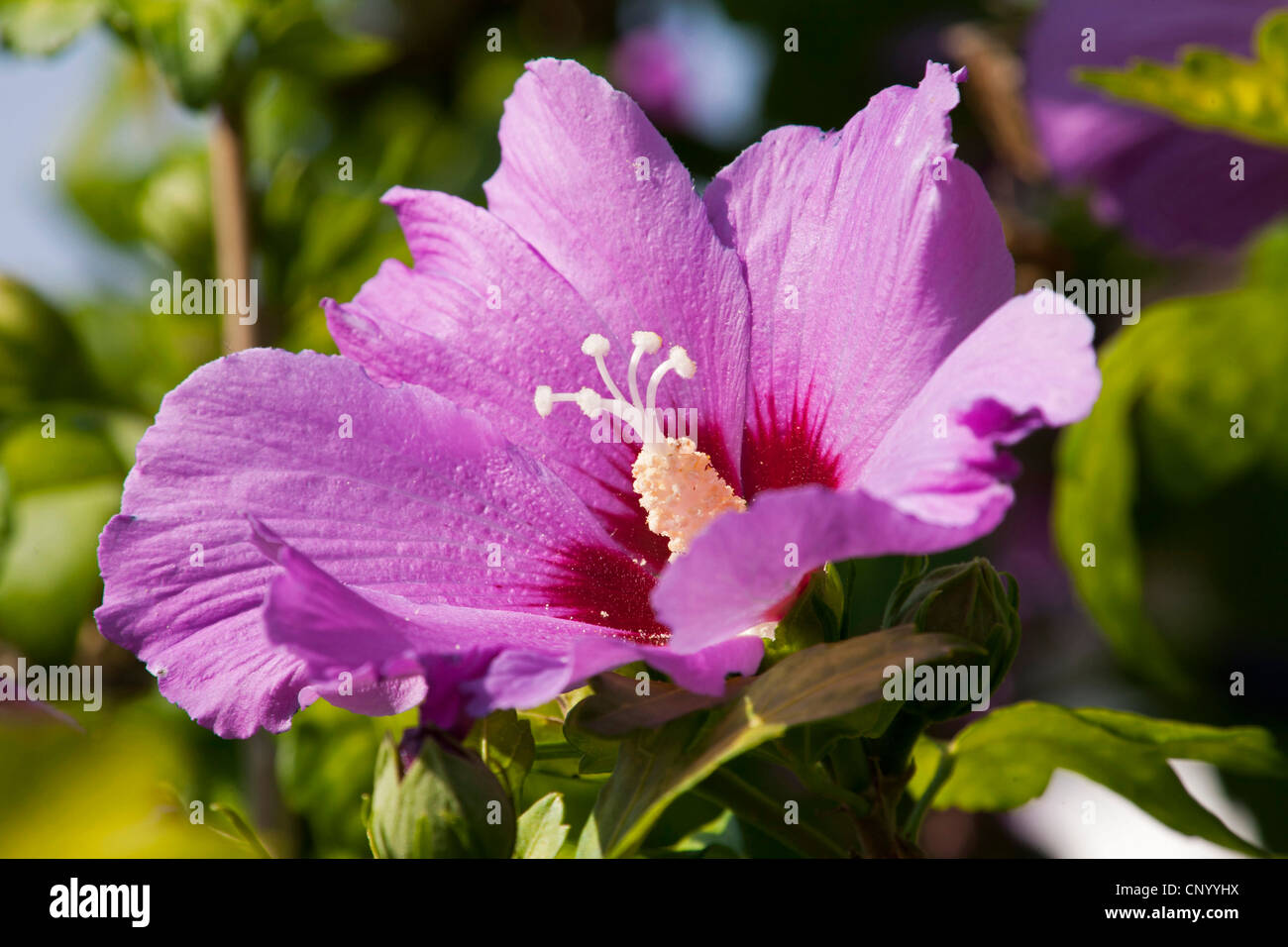 shrubby althaea, rose-of-Sharon (Hibiscus syriacus), flower, Germany ...