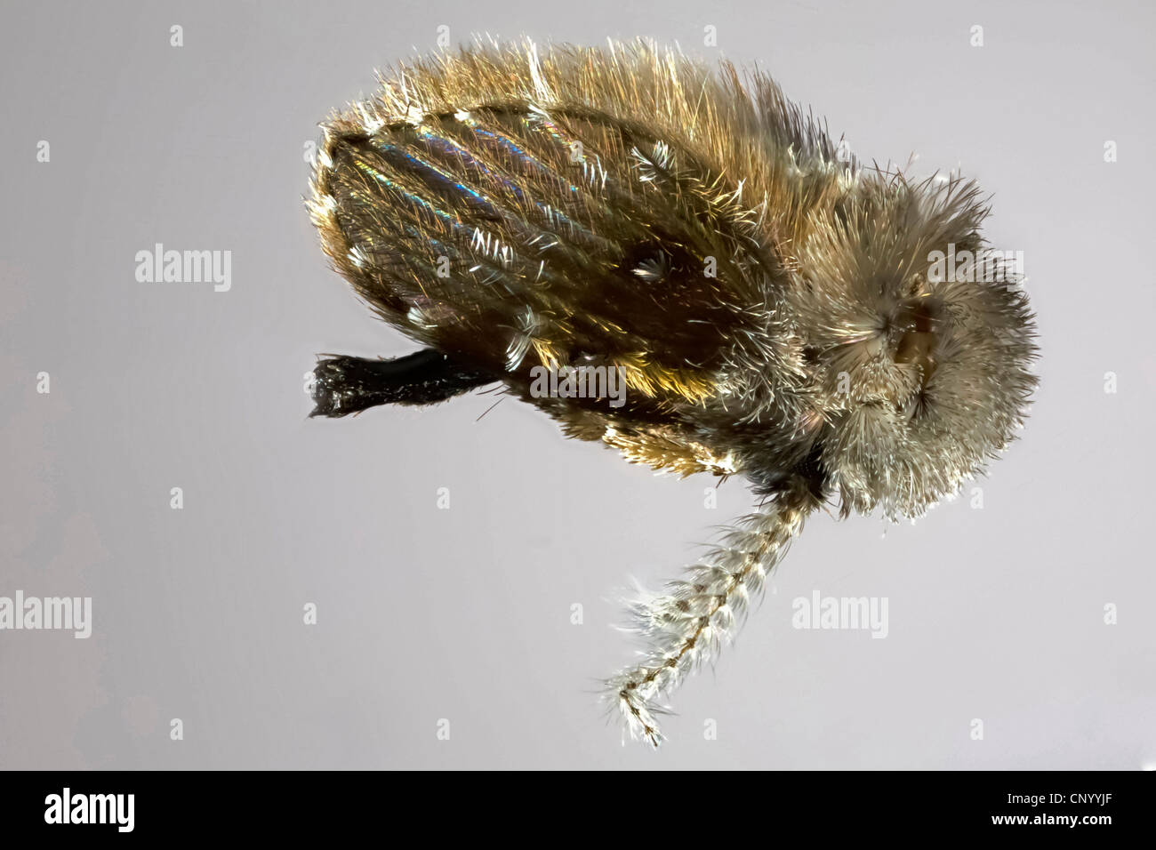 Sandflies hi-res stock photography and images - Alamy