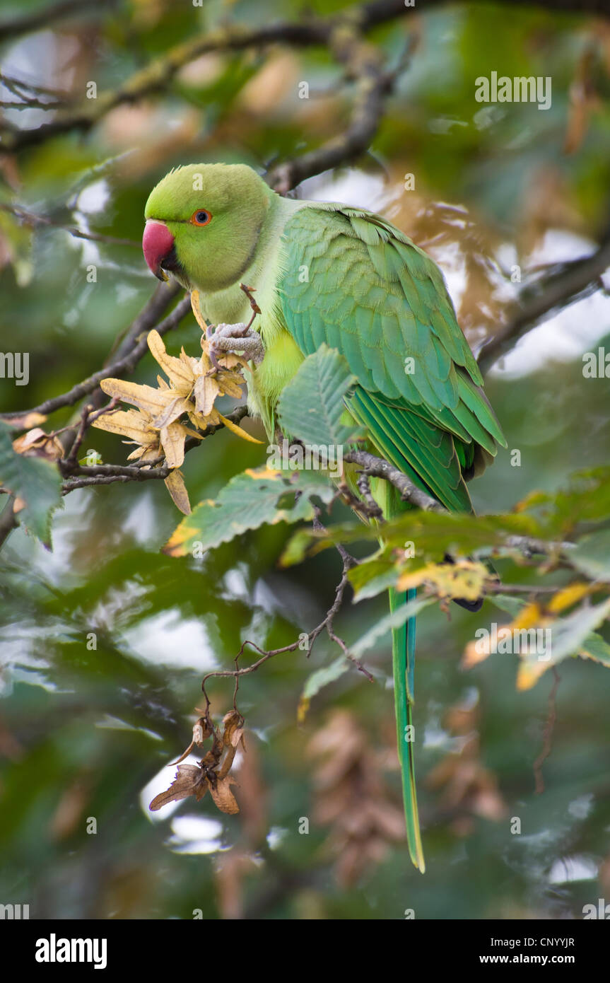 A feral ring-necked parakeet (Psittacula krameri) feeding on ash seeds ...
