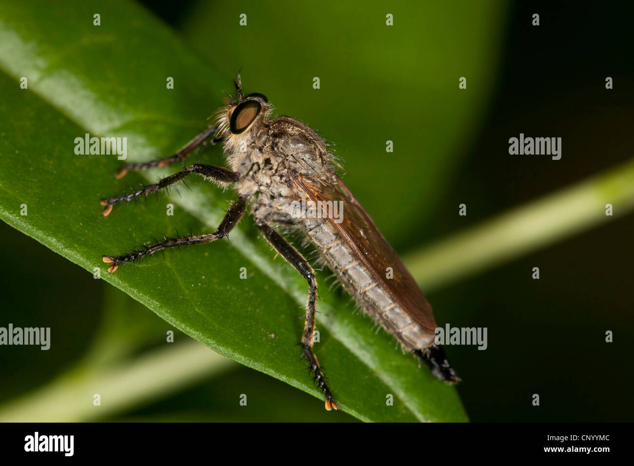 Awl flies hi-res stock photography and images - Alamy