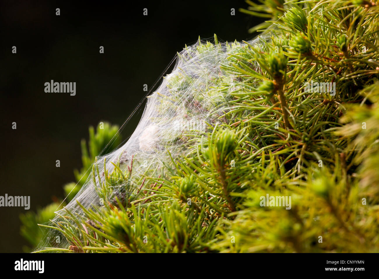 Picea glauca conica alberta hi-res stock photography and images - Alamy