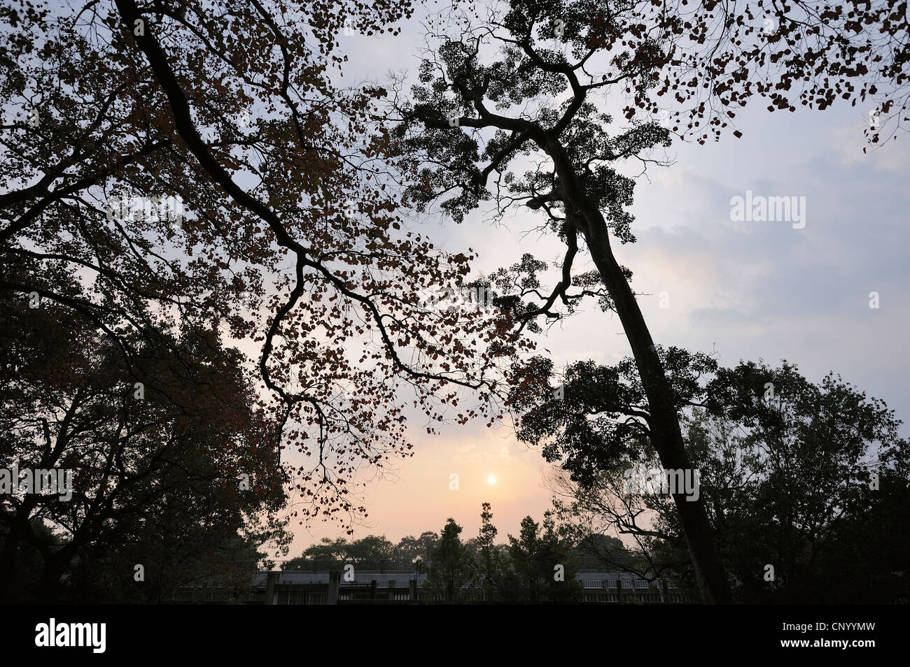 sunset and tree silhouettes, Japan Stock Photo - Alamy