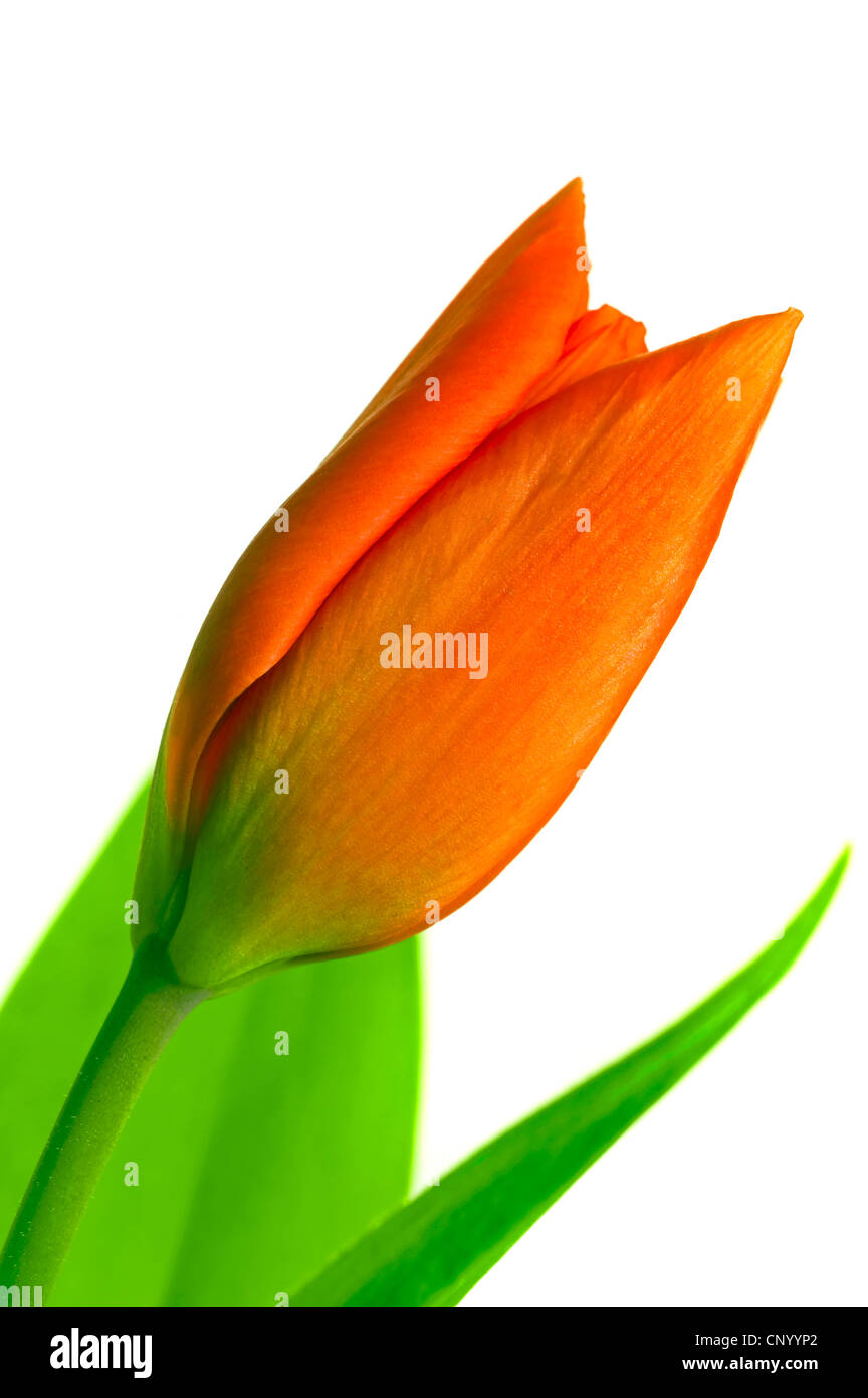 common garden tulip (Tulipa gesneriana), red tulip flower Stock Photo - Alamy