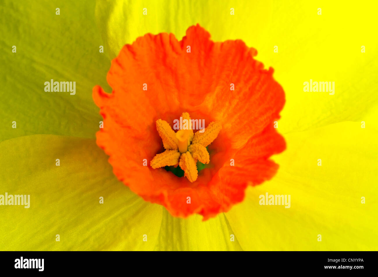 daffodil (Narcissus spec.), orange cup of a daffodil flower Stock Photo ...