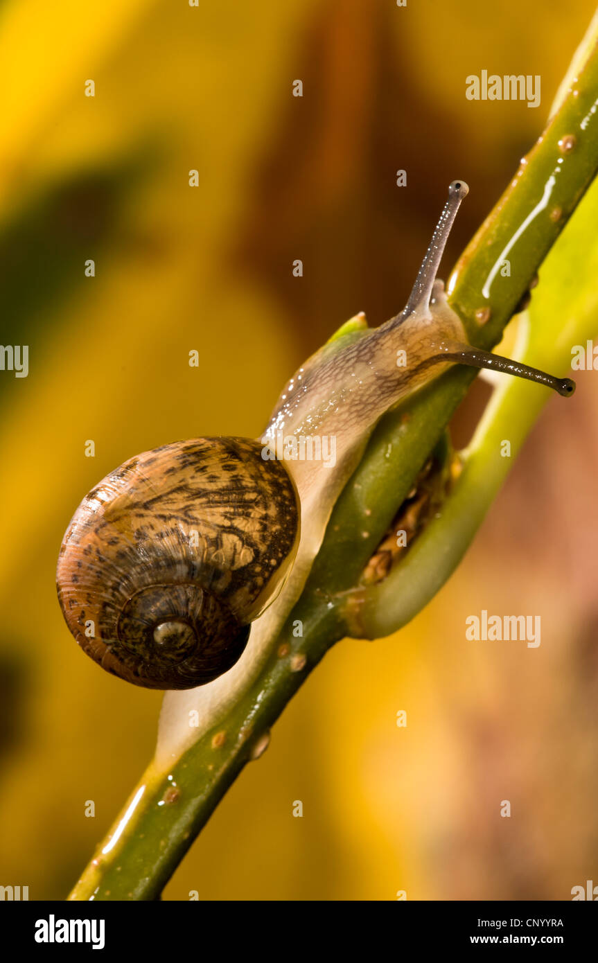 Common Garden Snail High Resolution Stock Photography and Images - Alamy