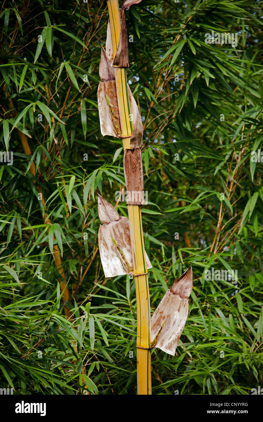 Leaf With Leaf Sheath Stock Photos & Leaf With Leaf Sheath Stock Images ...