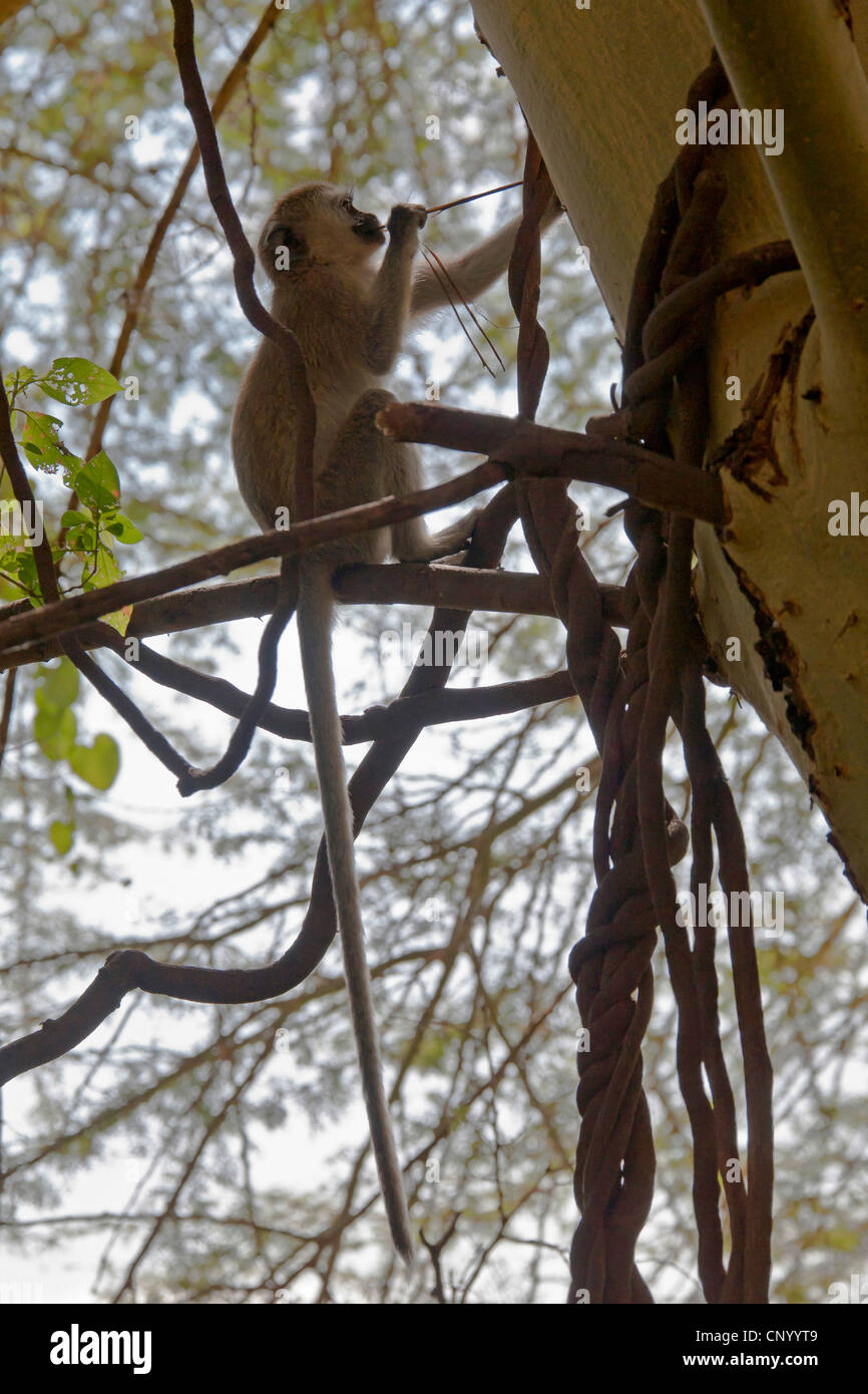 grivet monkey, savanna monkey, green monkey, Vervet monkey ...