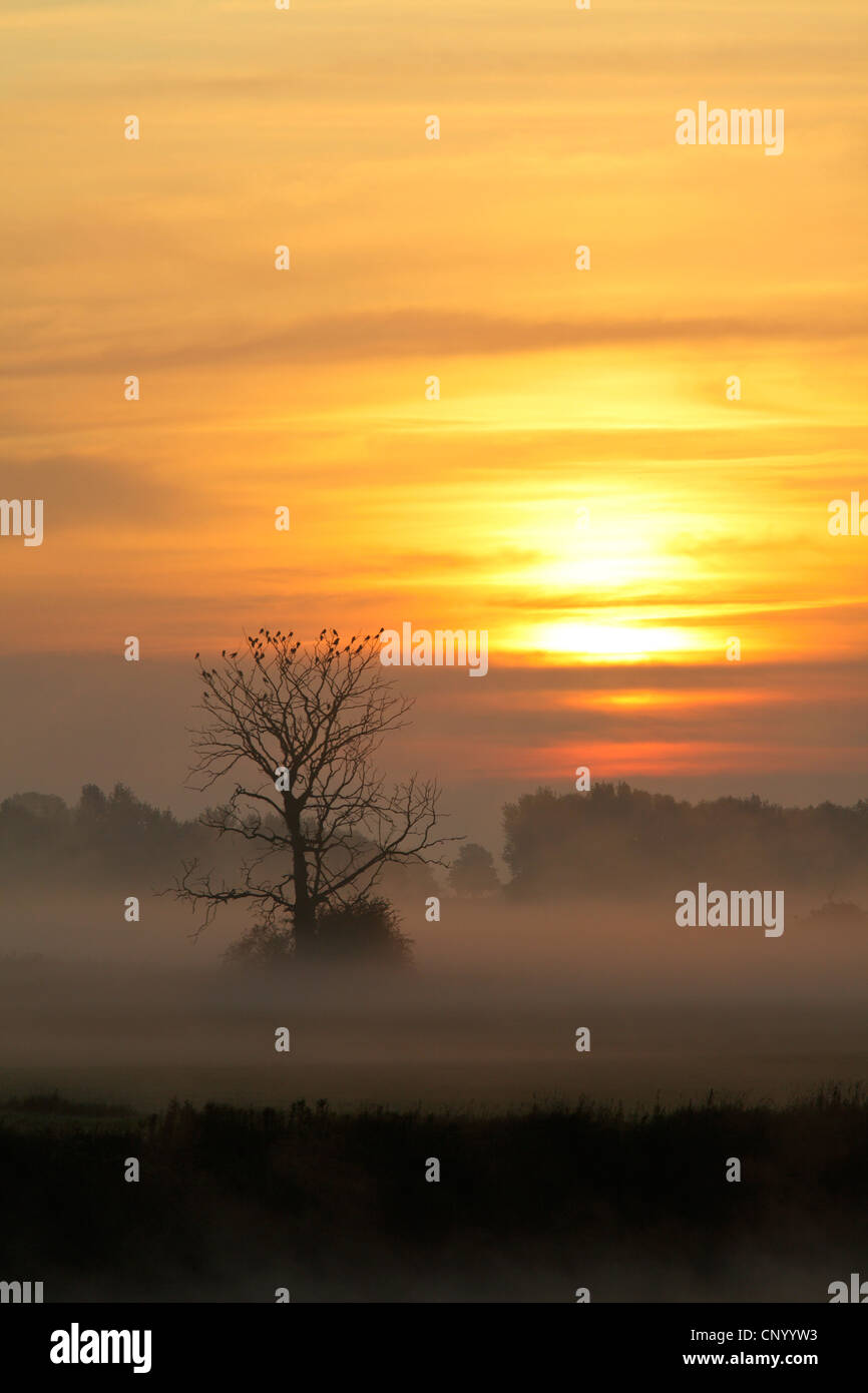 rook (Corvus frugilegus), flock sleeping on a tree im morning mist ...
