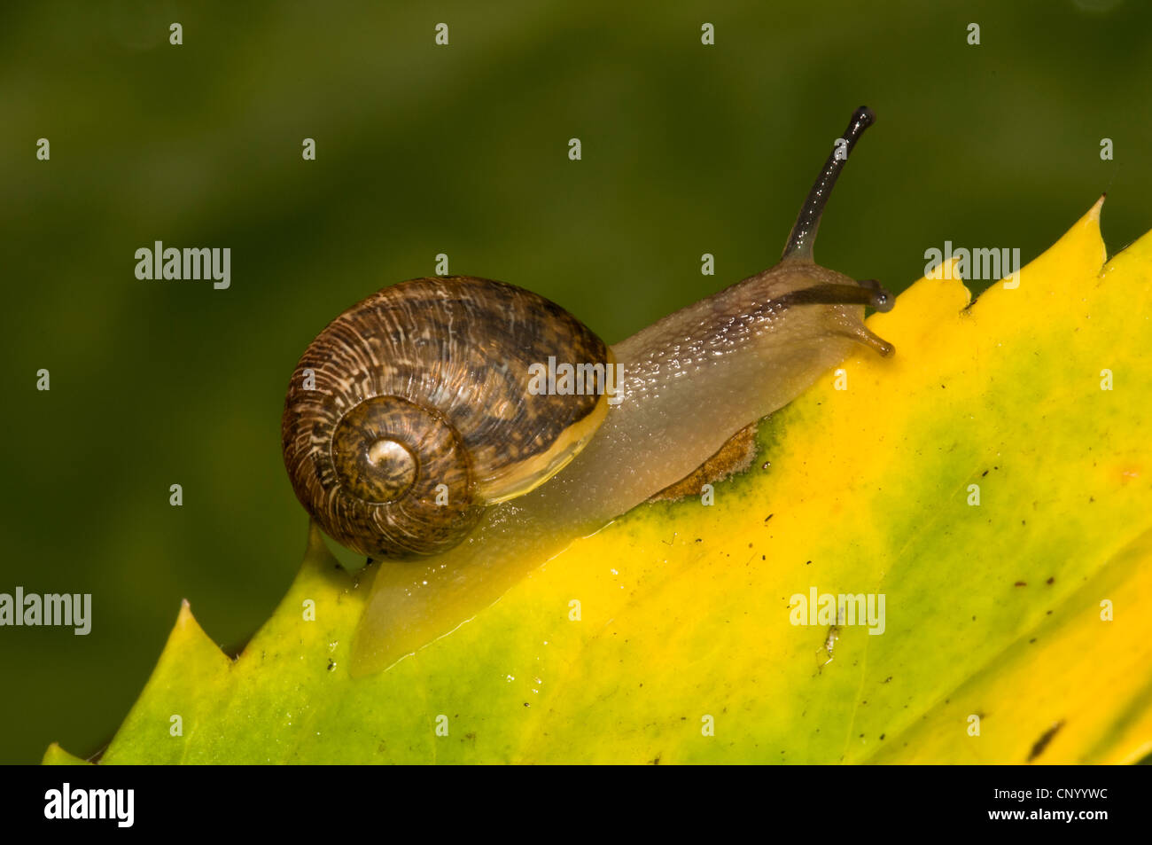 A common garden snail (Cornu aspersum) crawling along a leaf edge in a ...