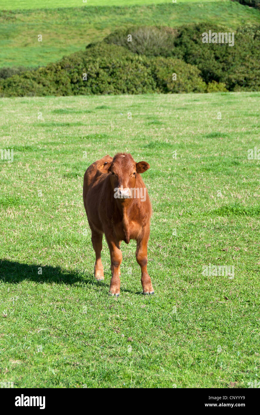Three different colored cows in Cornwall Stock Photo - Alamy