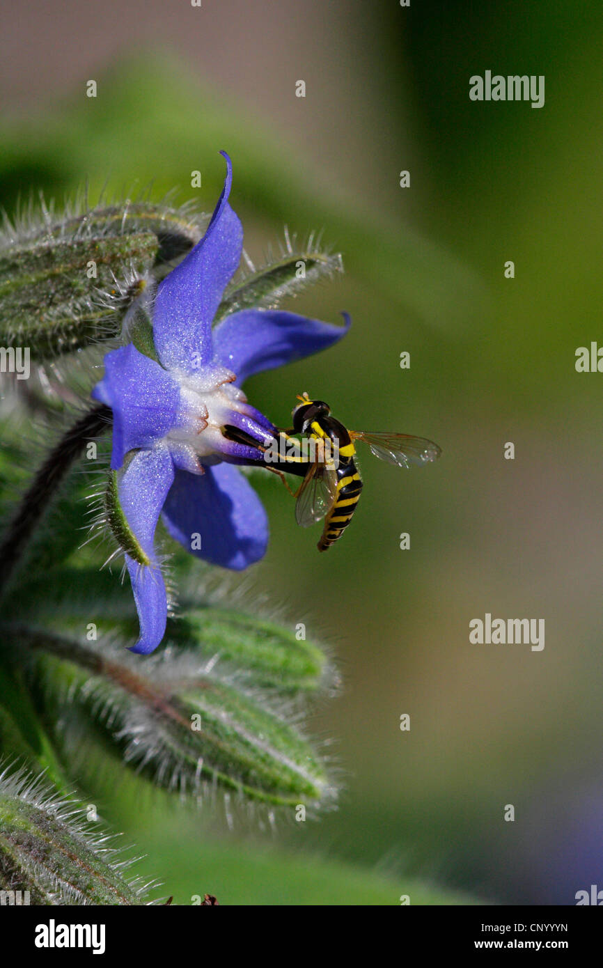 common borage (Borago officinalis), flower with hoverfly, Germany ...
