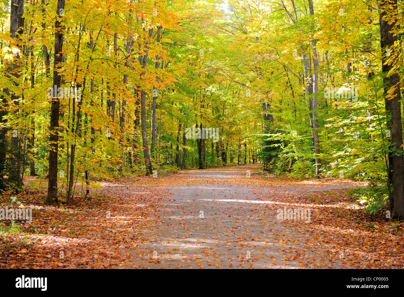Fall color in Hiawatha National Forest at the Colwell Lake Campground ...