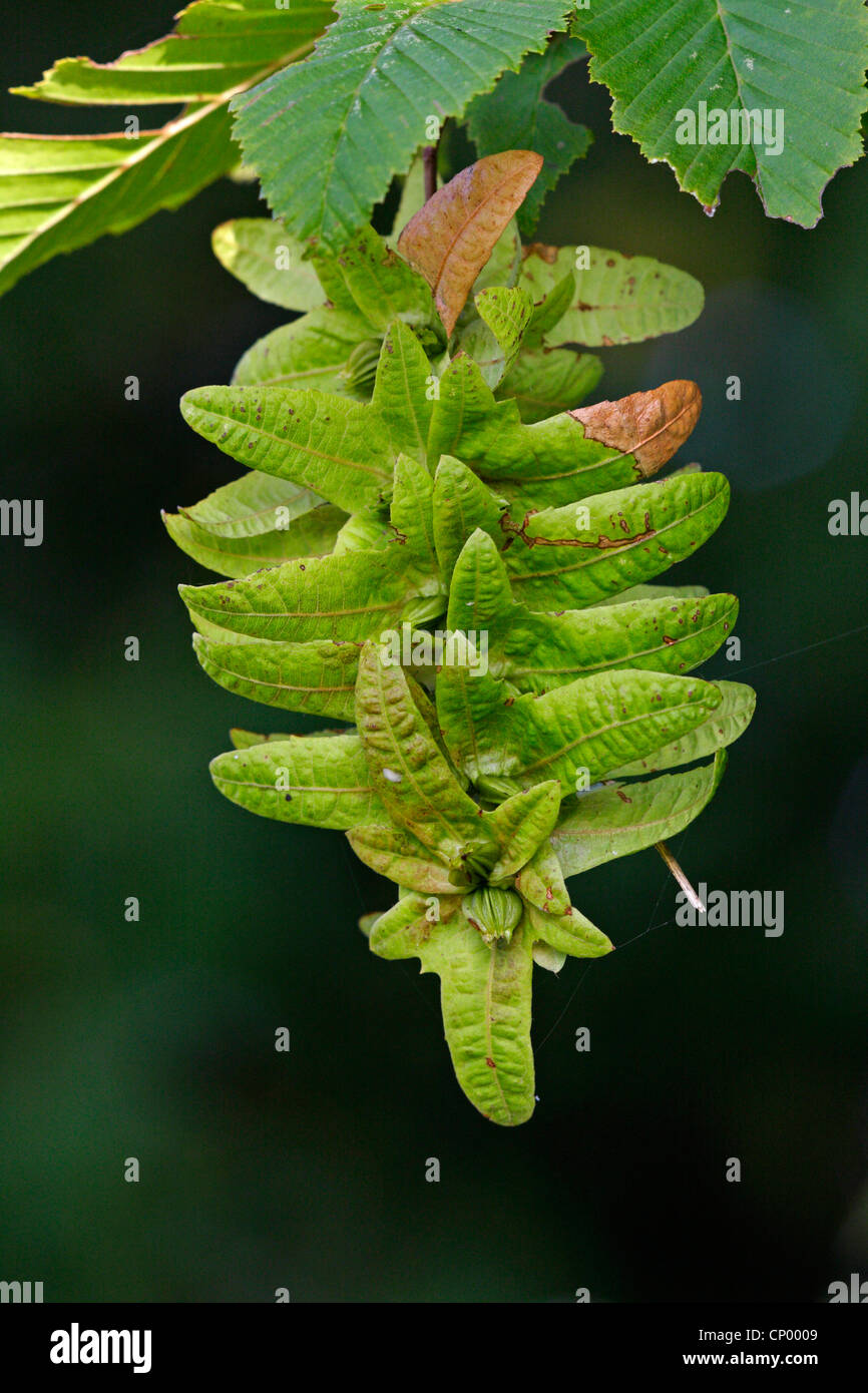 common hornbeam, European hornbeam (Carpinus betulus), infrutescence ...