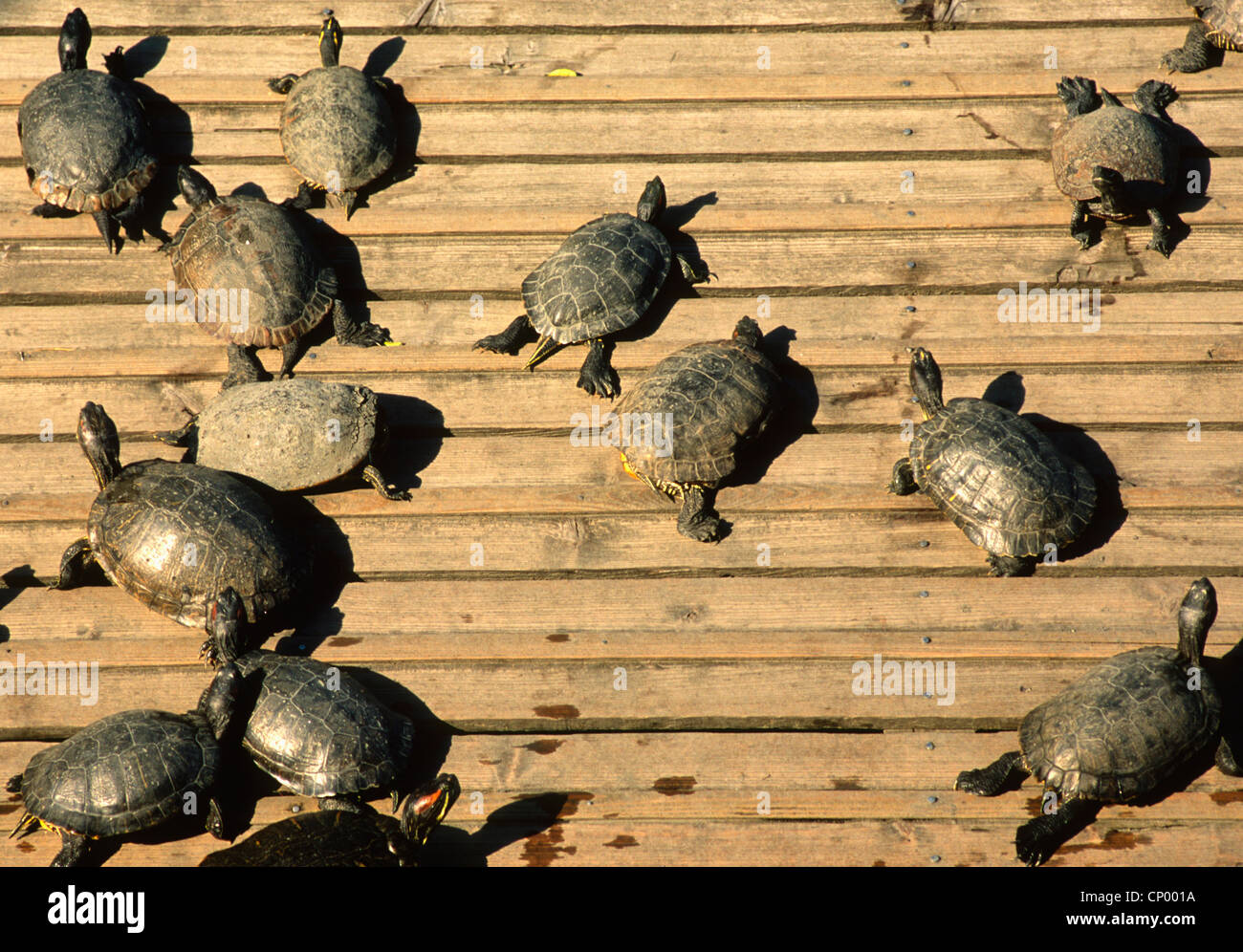 Japan, Kansai, Osaka, Shitenno-ji Temple, turtles Stock Photo - Alamy