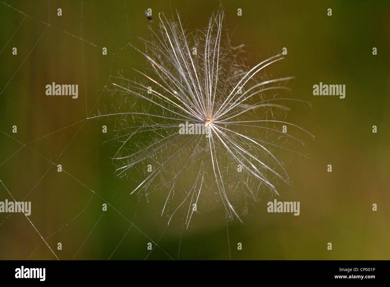 Rweb hi-res stock photography and images - Alamy