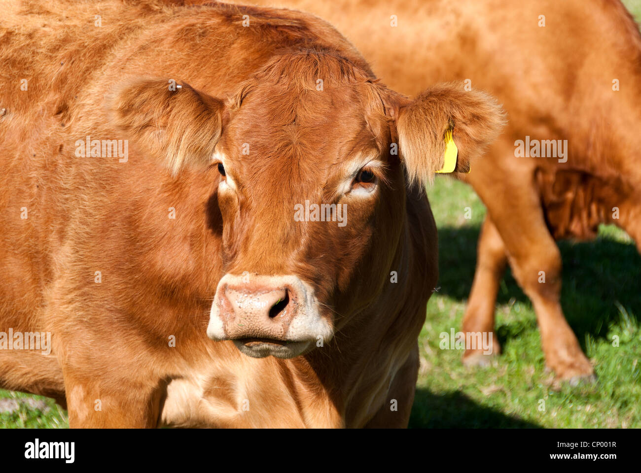 Cow in Port Isaac in Cornwall Stock Photo - Alamy
